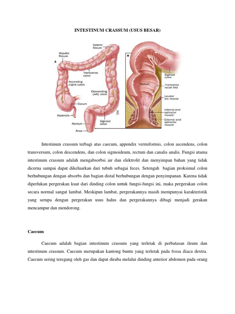 Intestinum Crassum | PDF | Ilmu Sosial | Sains & Matematika