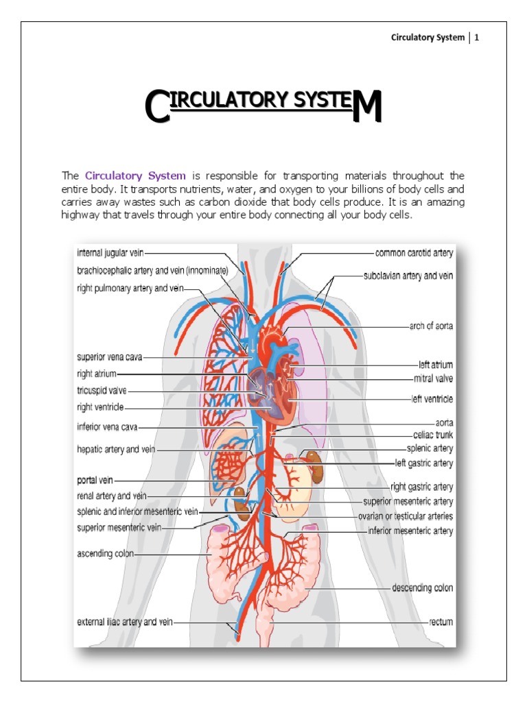 Circulatory System | PDF | Heart | Circulatory System