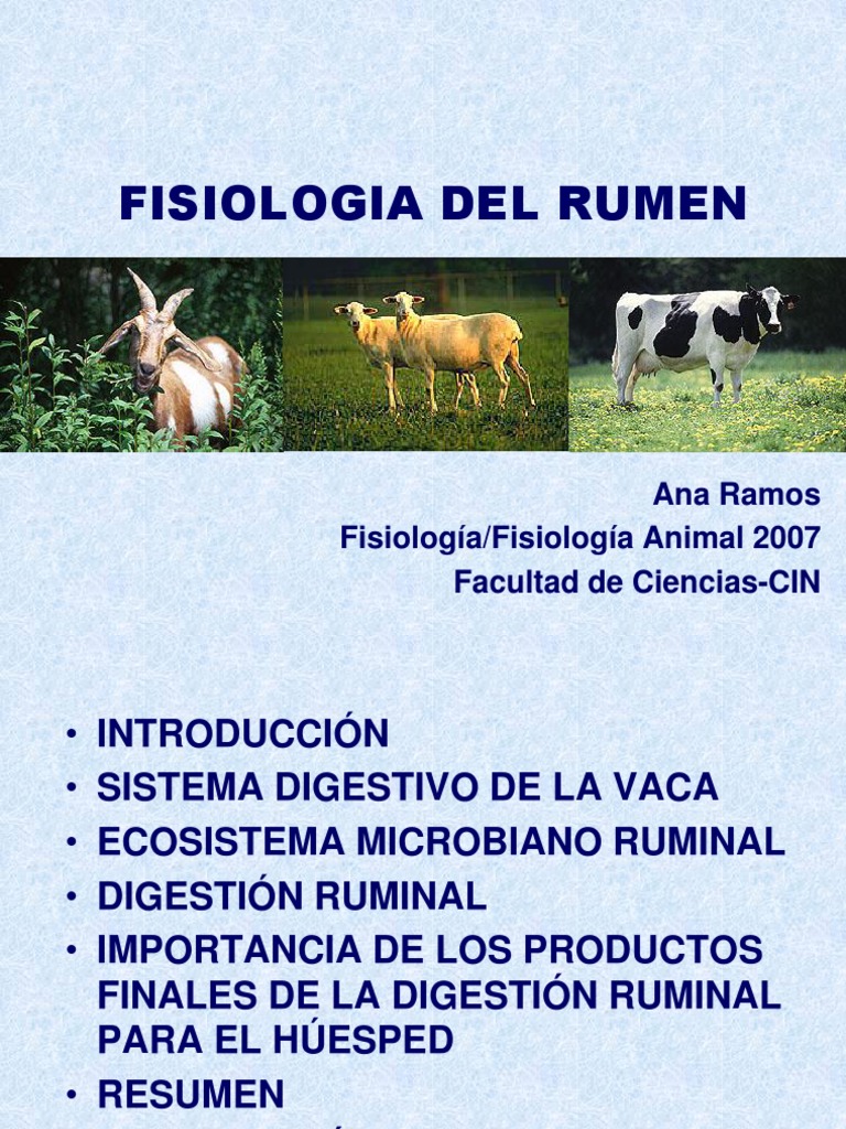 Fisiologia Del Rumen | PDF | Rumiante | Digestión
