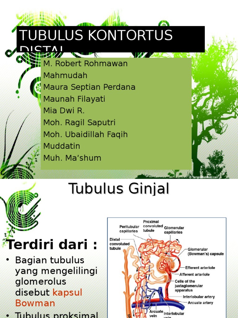 Presentasi Kelompok Fisiologi Tubulus Distal | PDF