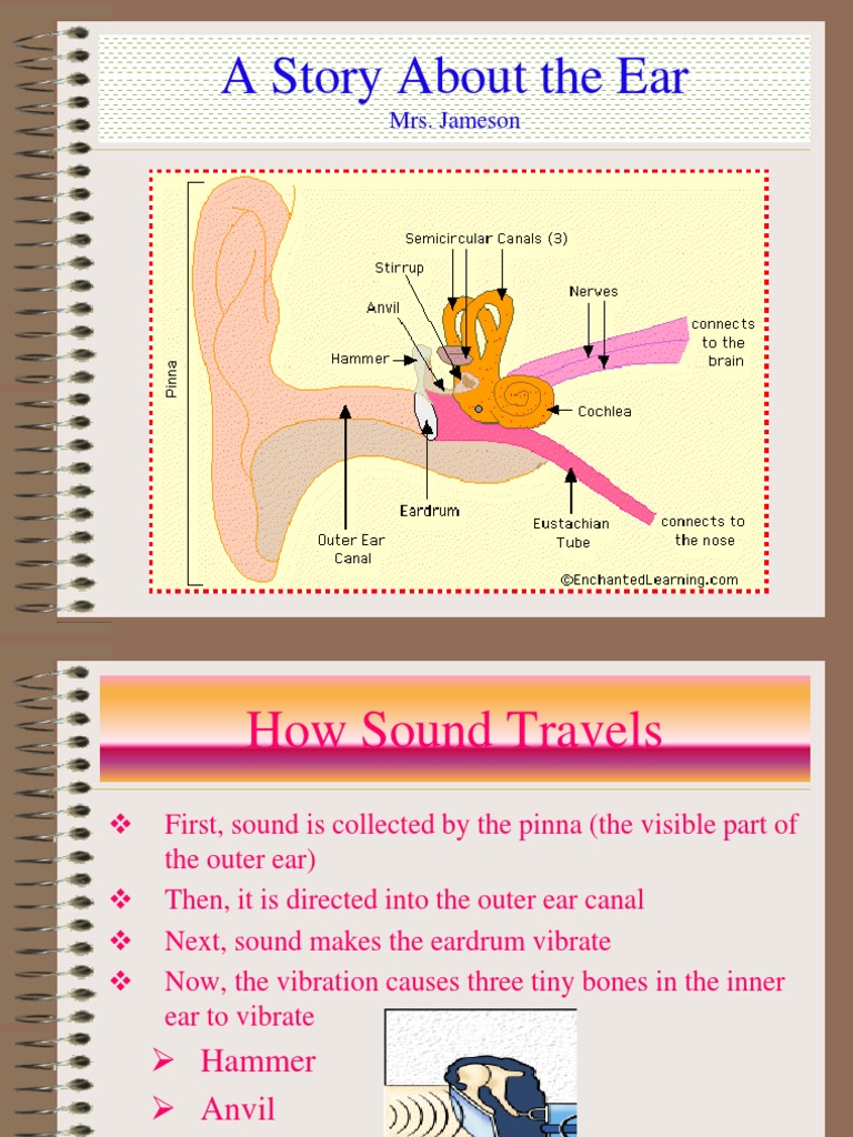 Anatomy of The Ear | PDF | Ear | Hearing Loss