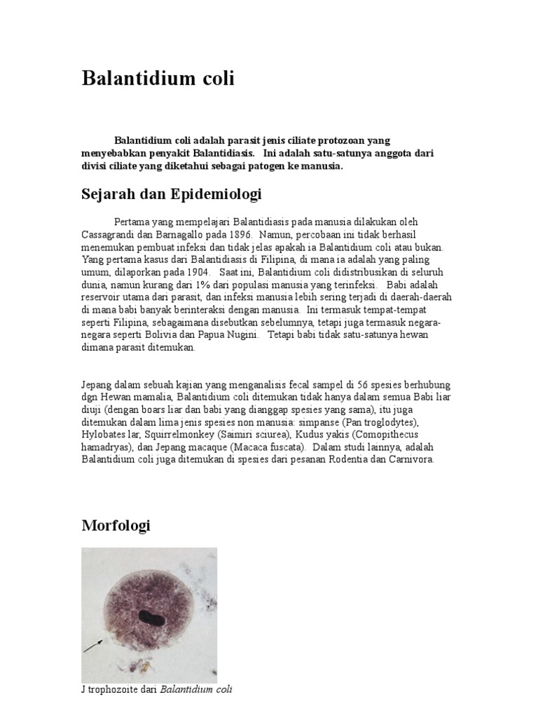 Balantidium Coli | PDF