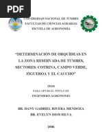 LITOSOLES | PDF | Suelo | Roca (geología)