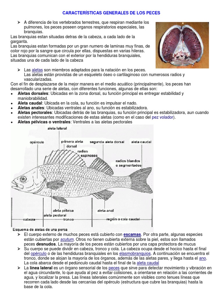 Anatomía Básica de los Peces | PDF