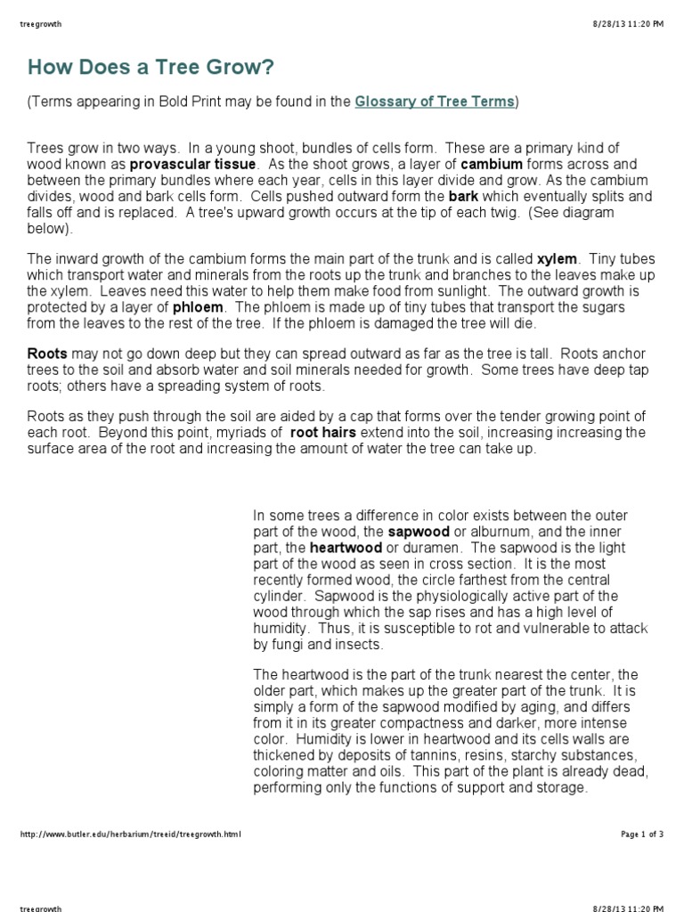 How Does A Tree Grow?: Glossary of Tree Terms | PDF | Root | Bark