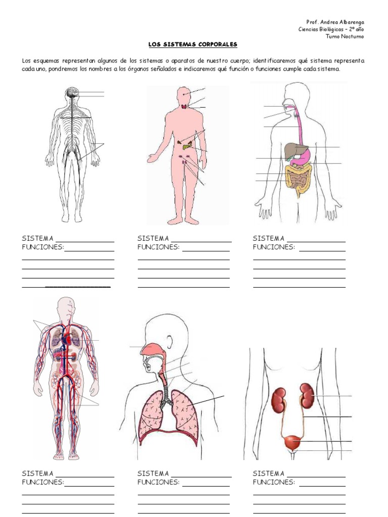 Funciones de los Sistemas Corporales | PDF