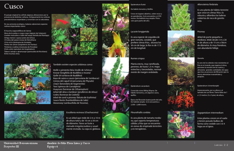 Flora Cusco | PDF | Arboles | Plantas