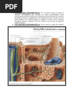 Anatomía y Clasificación del Colédoco | PDF | Vesícula biliar ...