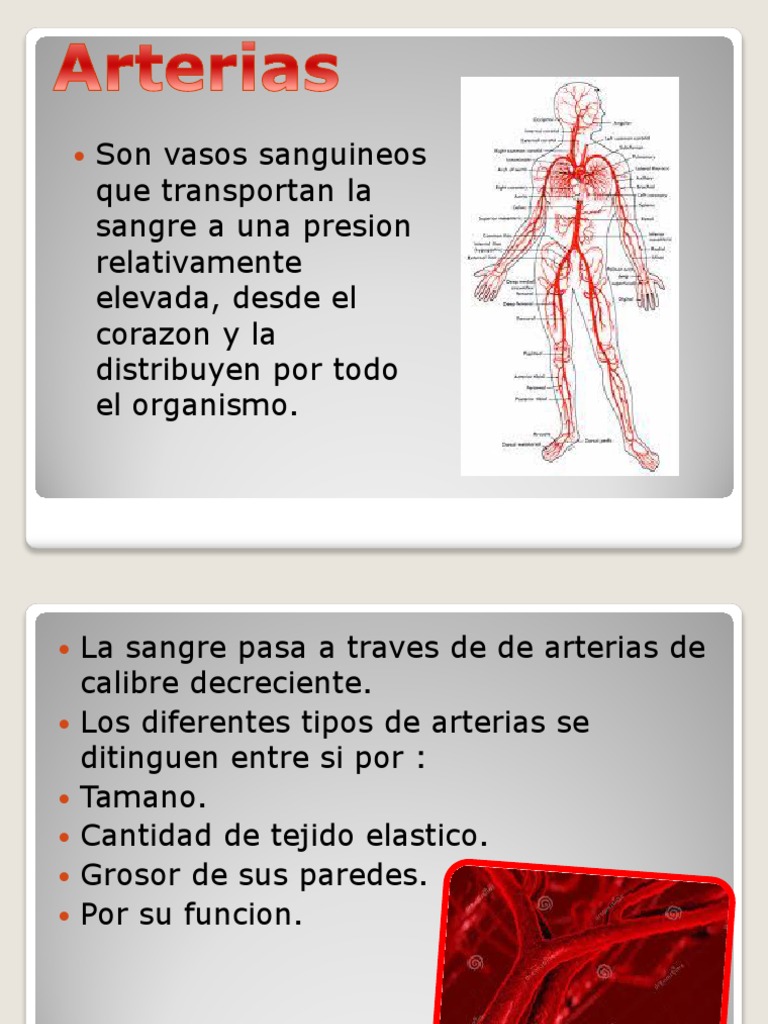 Arterias | PDF | Artería | Músculo