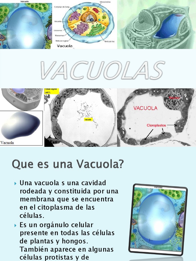 Funciones y características de las vacuolas | PDF | Vacuole | Bioquímica