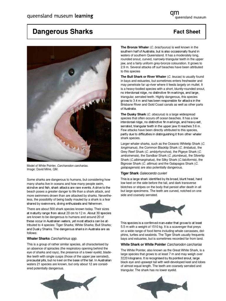 Fact Sheet Dangerous Sharks | PDF | Sharks | Great White Shark