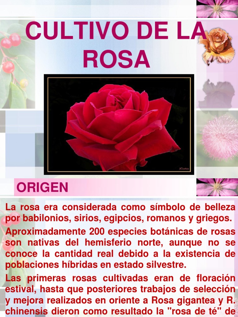 CULTIVO DE LA ROSA.pptx | Rosa | Encendiendo | Prueba gratuita de 30 ...