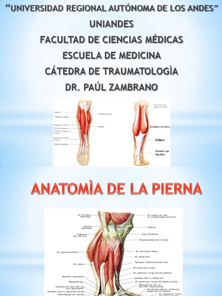 Anatomia de La Pierna | PDF | Sistema musculoesquelético | Extremidades ...