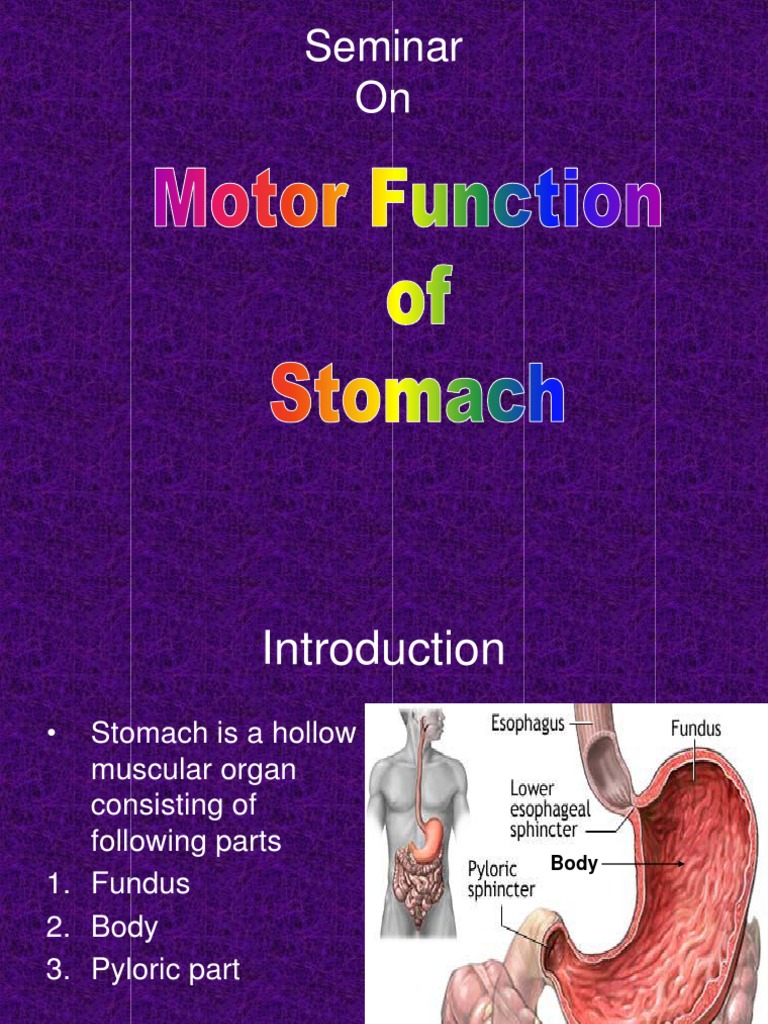 Stomach Structure And Function