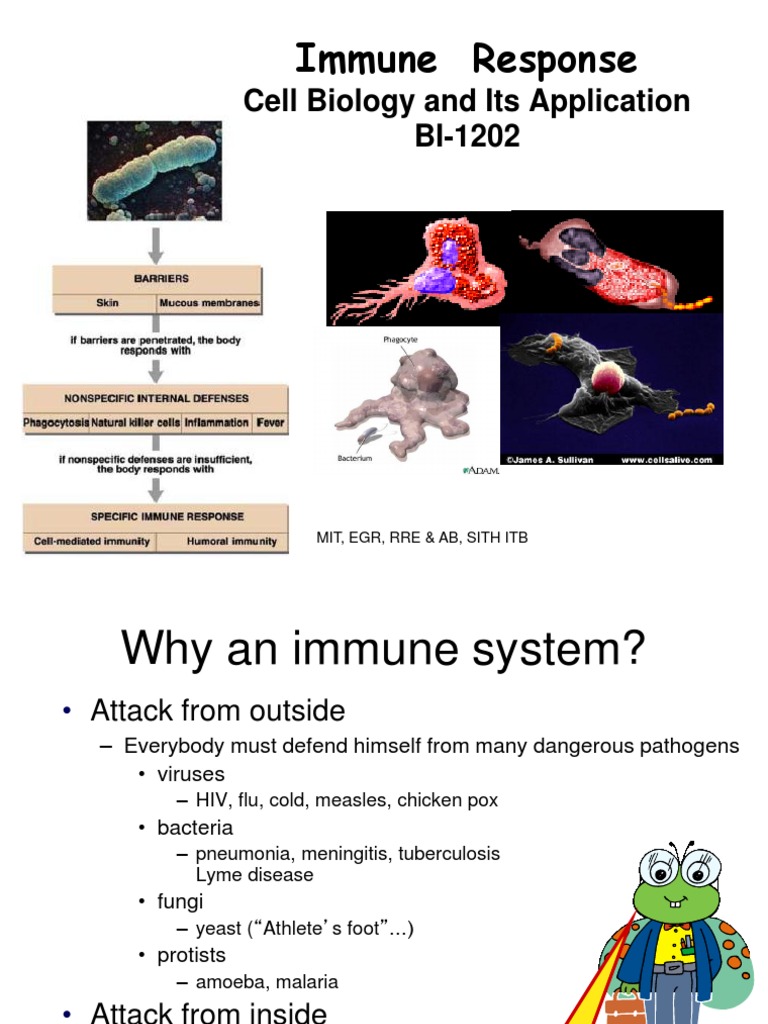 Immune Response: Cell Biology and Its Application BI-1202 | PDF | T ...