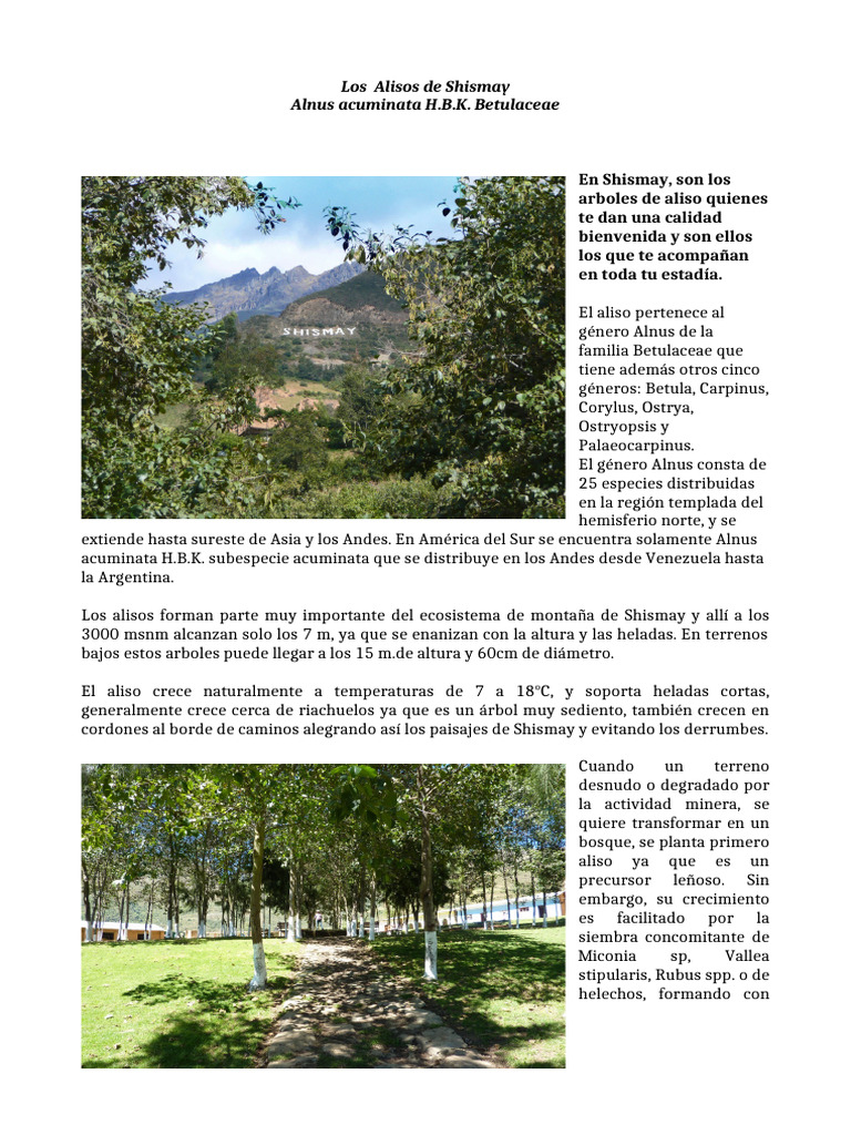 El Aliso de Shismay Alnus Acuminata, Betulaceae, Shismay Huanuco Peru ...