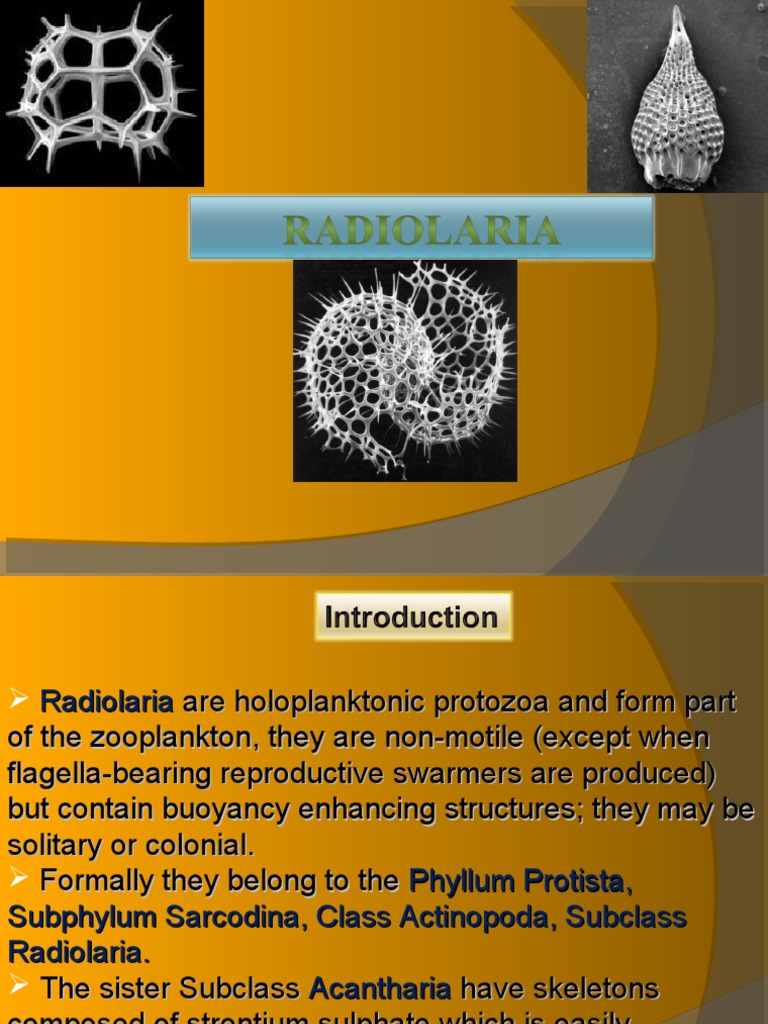 Radiolaria | Earth & Life Sciences | Earth Sciences