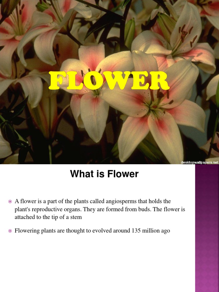 Introduction to Flower Anatomy | PDF | Petal | Flowers