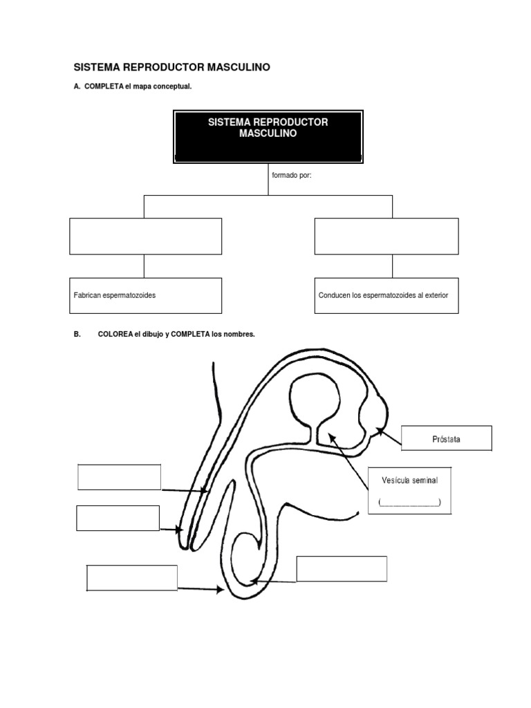 Aparato Reproductor Masculino
