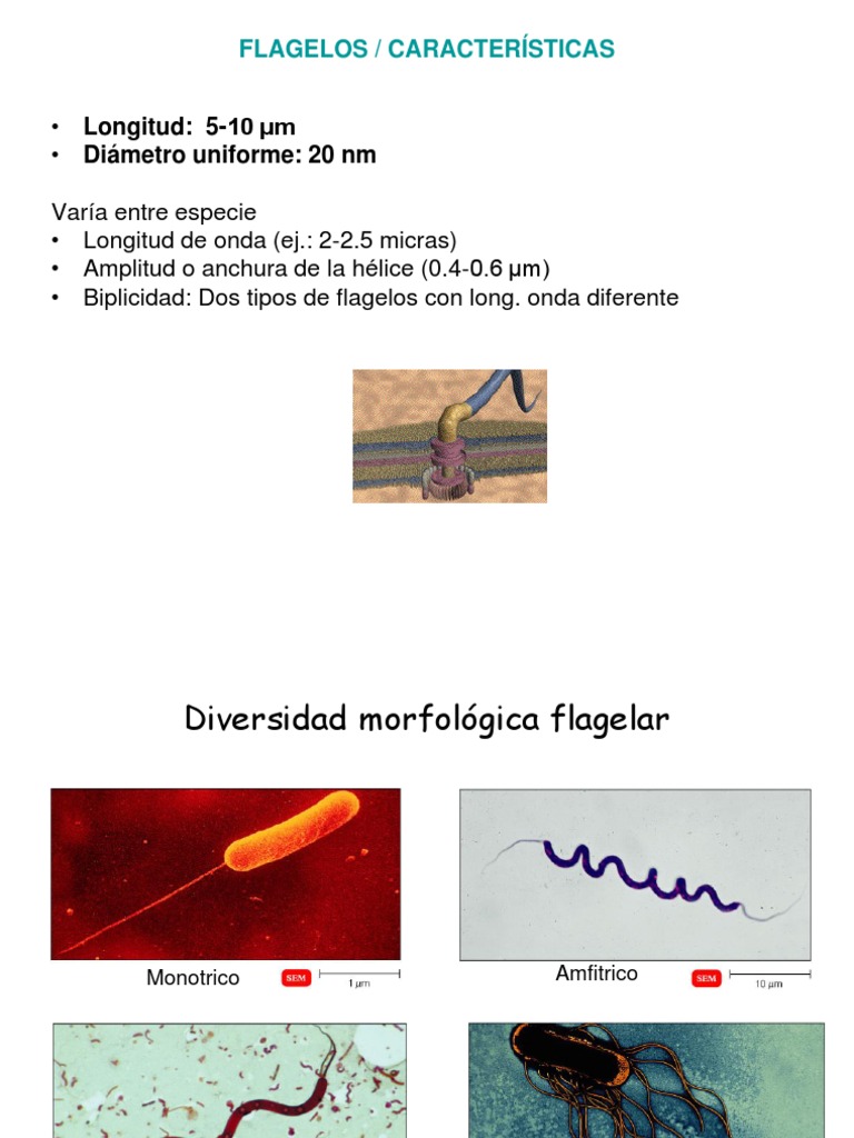 Movimiento Flagelar 20132 | Las bacterias | Biología Celular