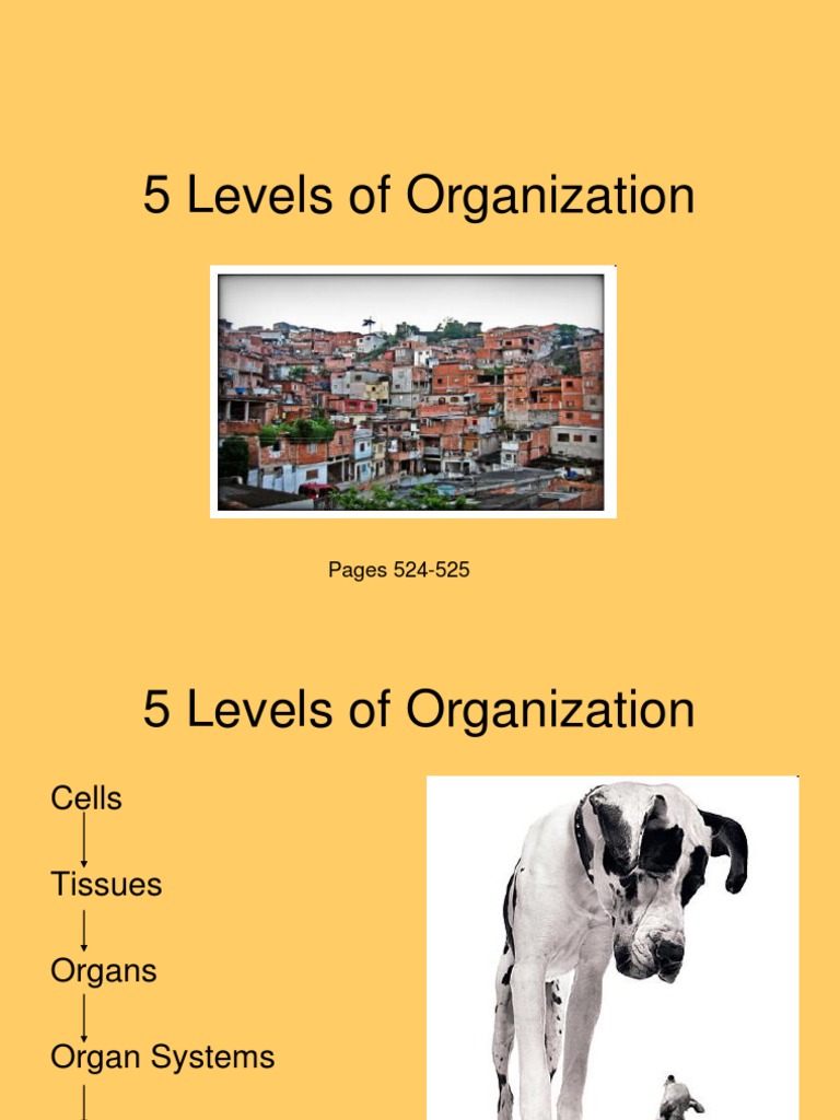 What Are The Five Levels Of Organization