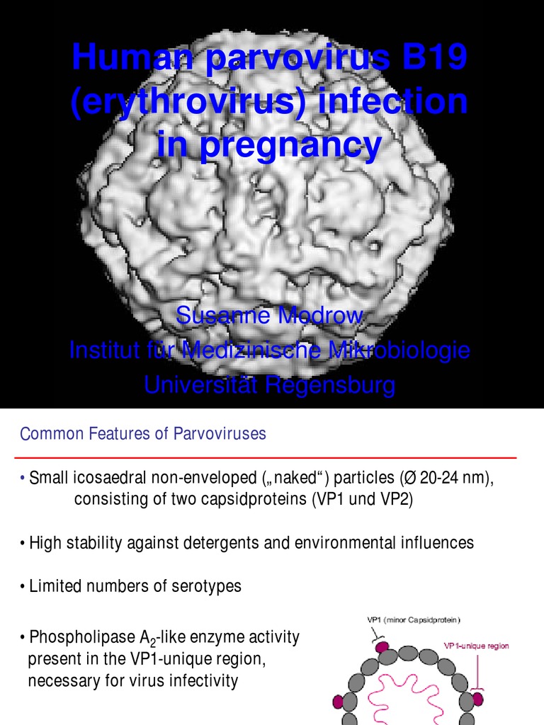 Human Parvovirus B19 (Erythrovirus) Infection in Pregnancy | PDF ...