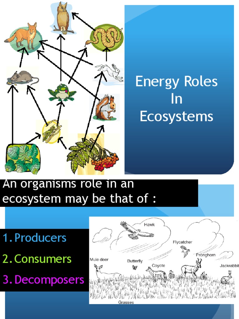 Energy-Roles-In-Ecosystems-Notes-7 12b | PDF | Biogeochemistry | Nature