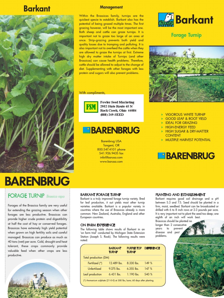 Forage Turnip - Rapa Da Foraggio - Barkant | PDF | Turnip | Grazing