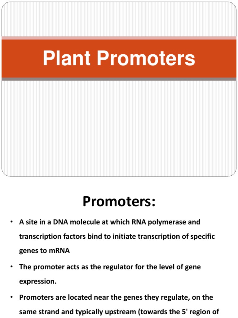 Plant Promoters | PDF | Promoter (Genetics) | Regulation Of Gene Expression