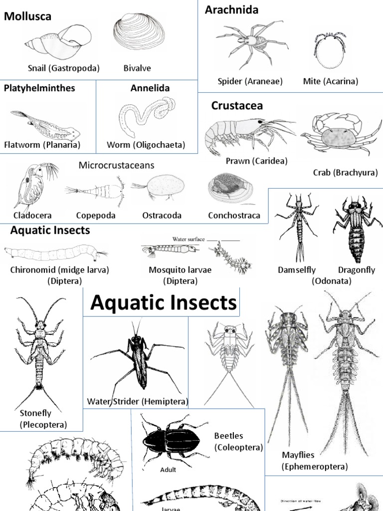 Aquatic Invertebrate Guide | PDF