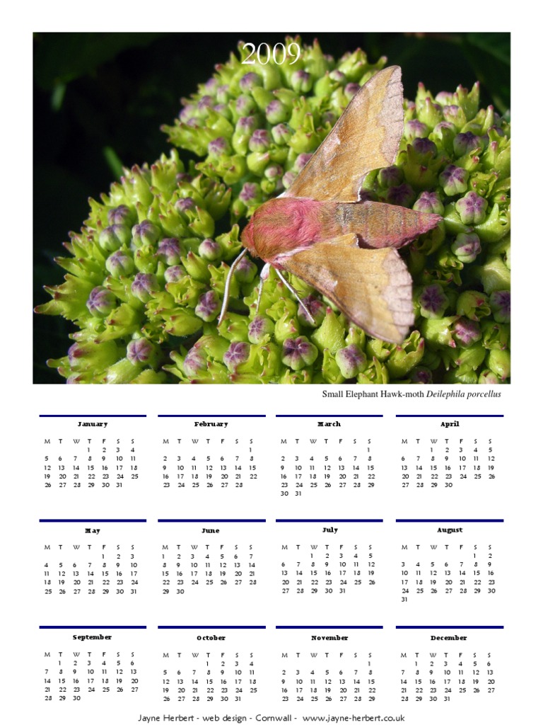 10 Moth Calendar | PDF | Insects | Nature