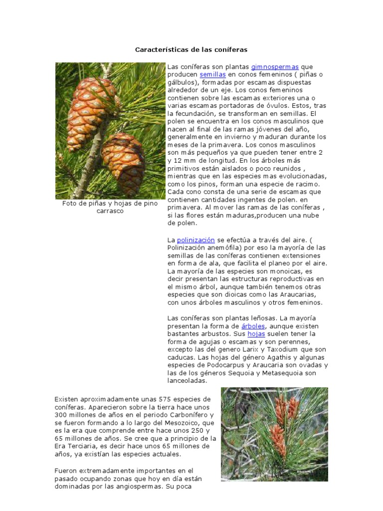 Características de las coníferas | Fruta | Sequoia Sempervirens ...