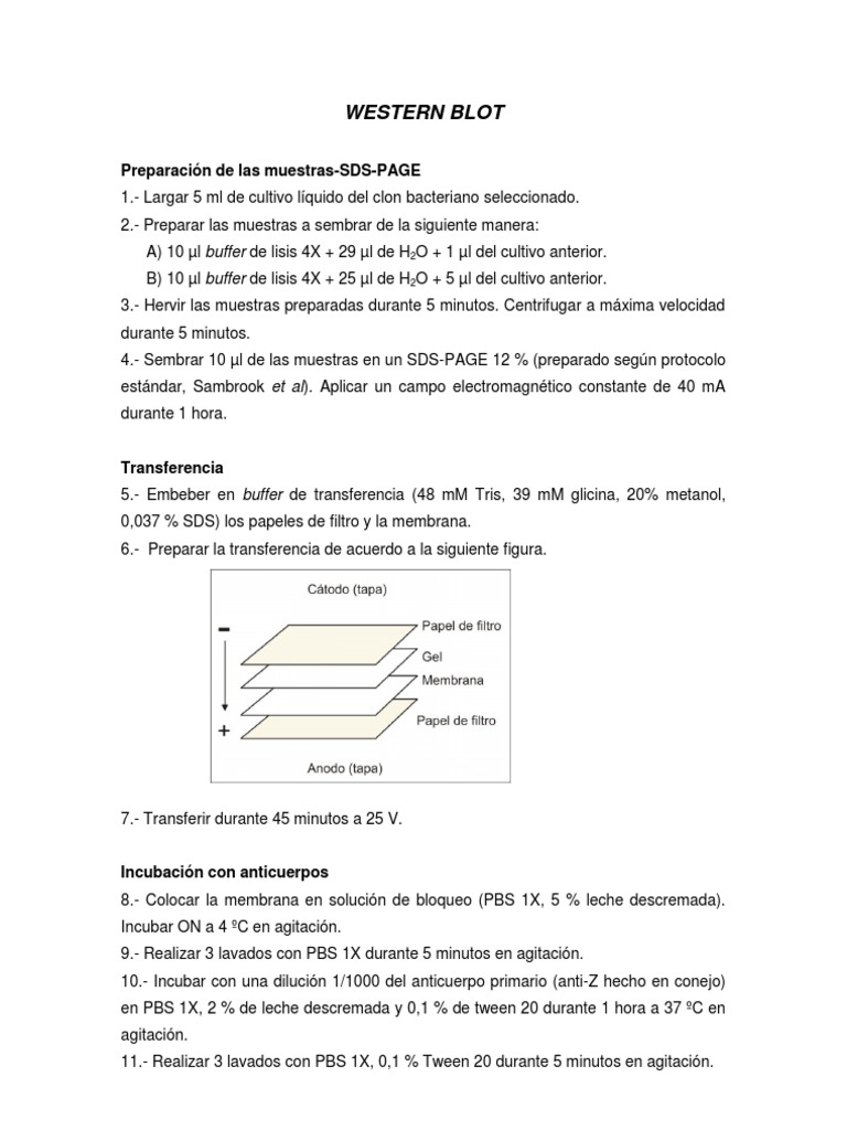 Protocolo SDS | PDF