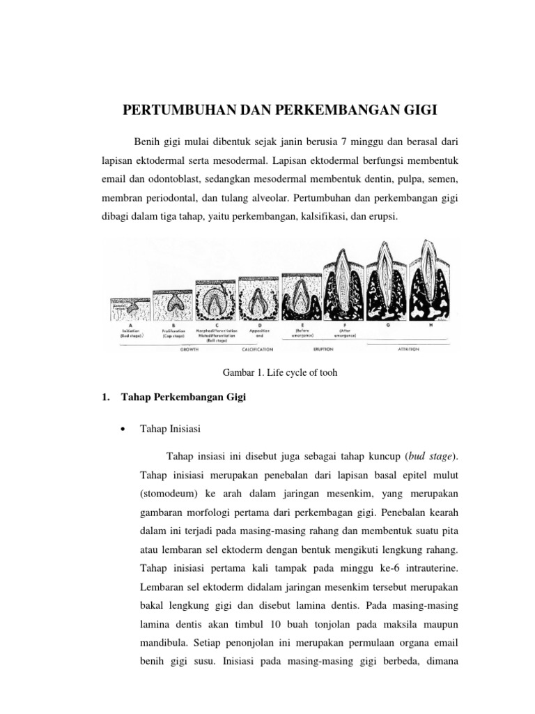 Pertumbuhan Dan Perkembangan Gigi | PDF