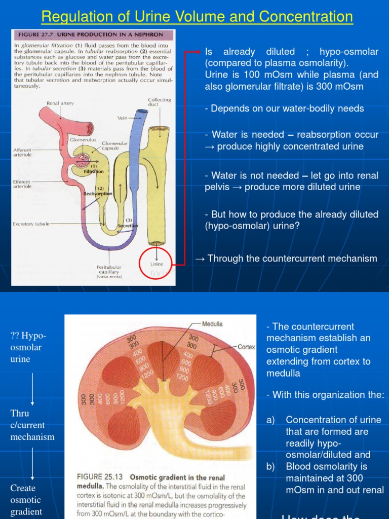 Regulation of Urine Volume and Concentration | PDF | Urine | Urination