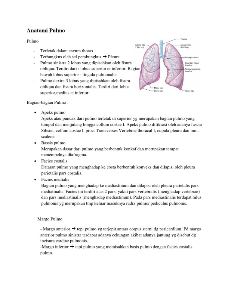 Anatomi Pulmo dan Strukturnya | PDF
