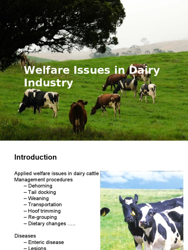Dairy Cow Welfare | Download Free PDF | Dairy Cattle | Calf
