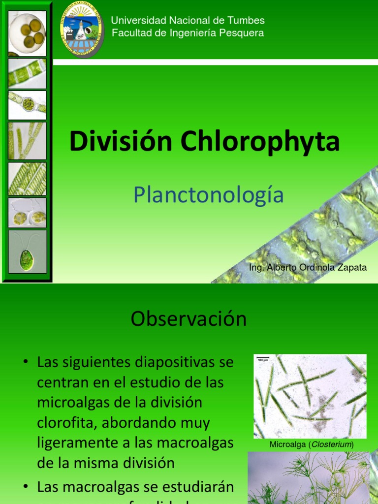 clorofitas | Algas | Biología