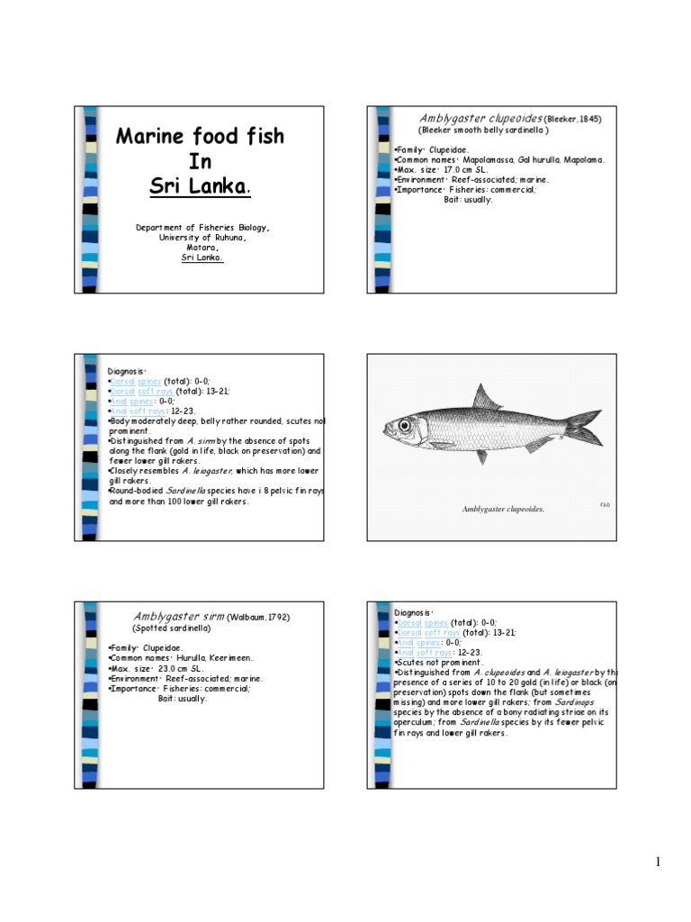 Sri Lankan Marine Fish Varieties | PDF | Aquatic Vertebrates | Fish