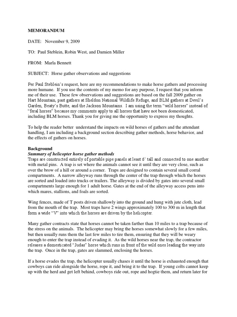 Sheldon Bennett Memo Re-Roundup | PDF | Foal | Mare