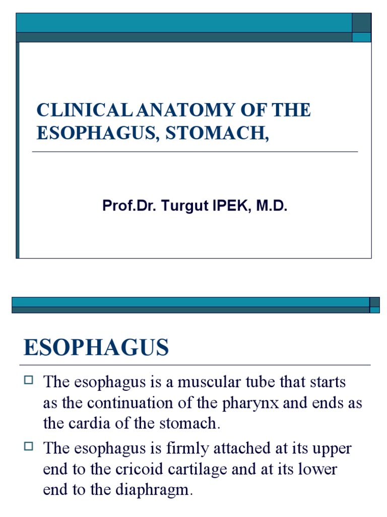 Anatomy of Esophagus and Stomach | PDF | Esophagus | Stomach