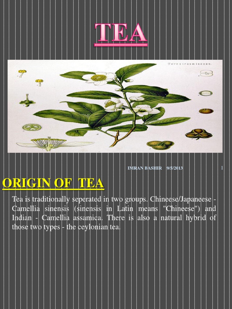 Tea Human Geography | PDF | Leaf | Tea