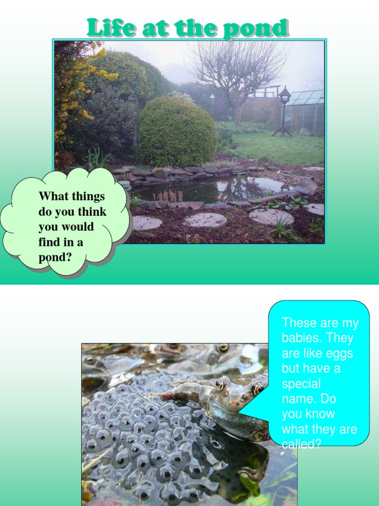 Life at The Pond: What Things Do You Think You Would Find in A Pond? | PDF