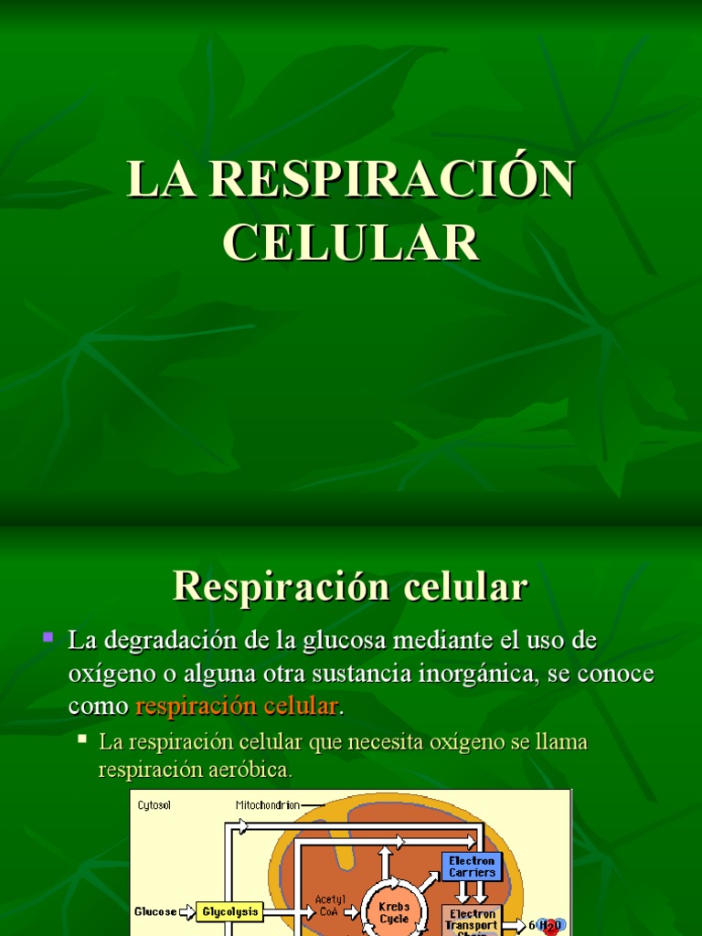 Resp. Celular | PDF