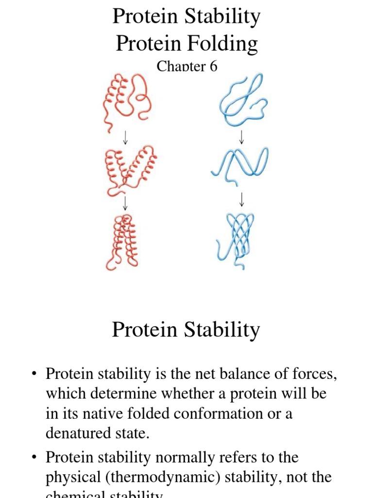 Folding Protein Stability | PDF