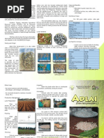 Adlai Production | PDF | Rice | Pest (Organism)