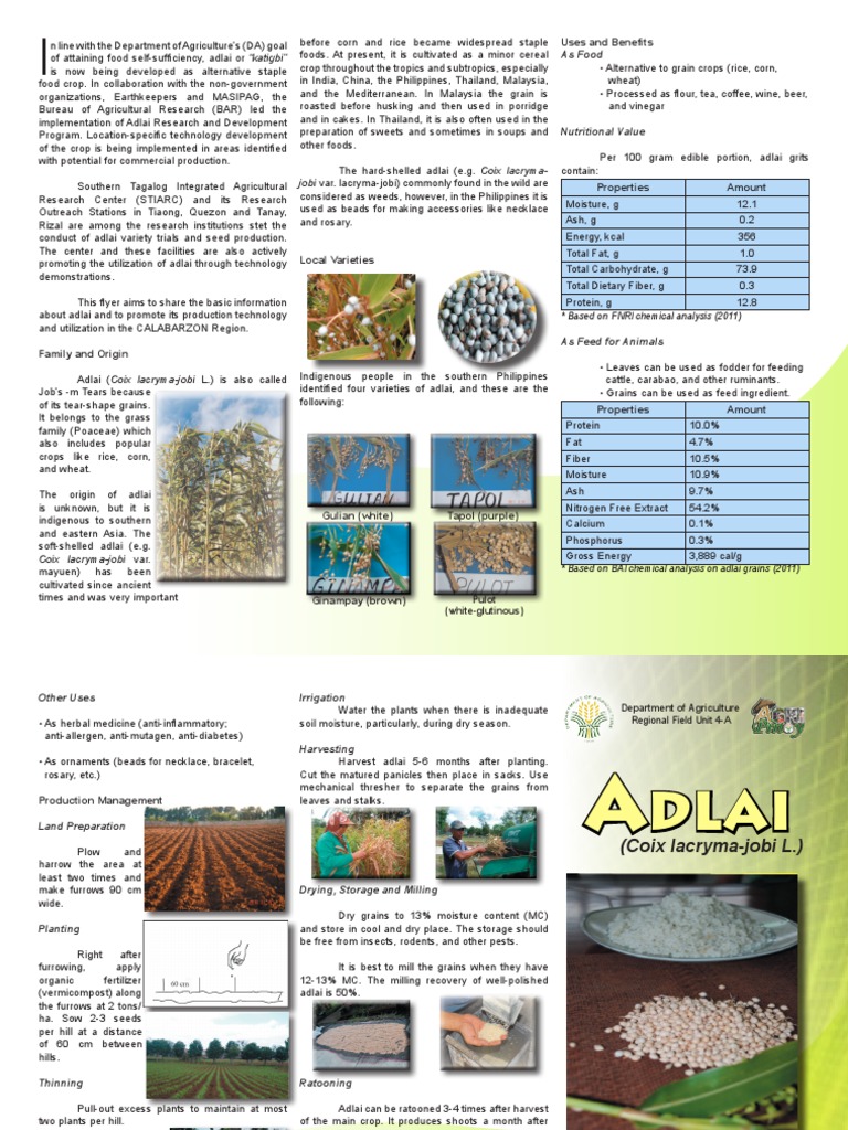 Adlai | PDF | Cereals | Wheat