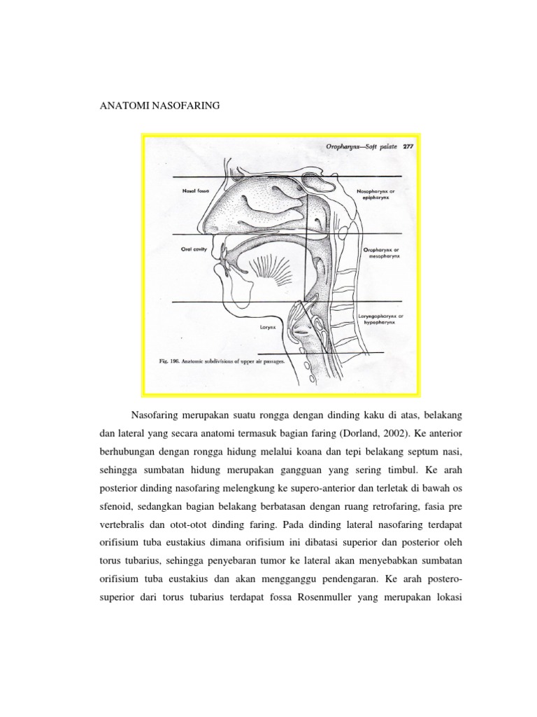 Anatomi Nasofaring | PDF