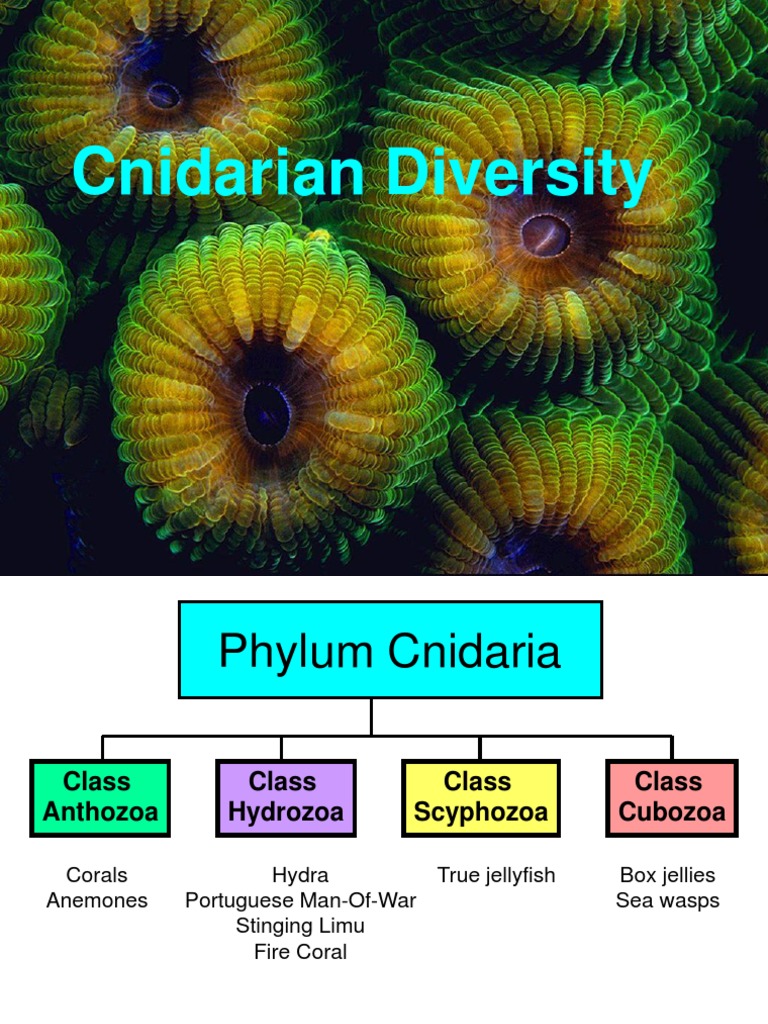 006 Cnidarian Diversity | Coral | Animal Taxonomy