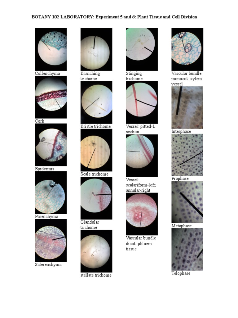 Plant Tissue & Cell Division Lab Guide | PDF | Science & Mathematics